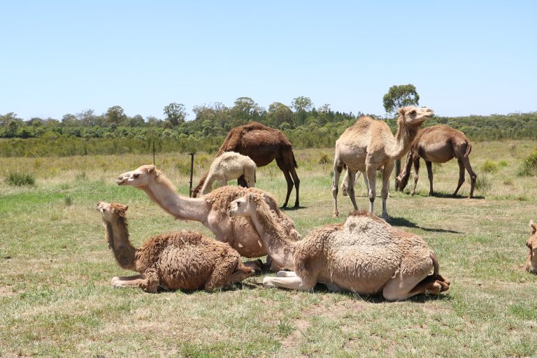 QCamel - Sunshine Coast - Australian Organic
