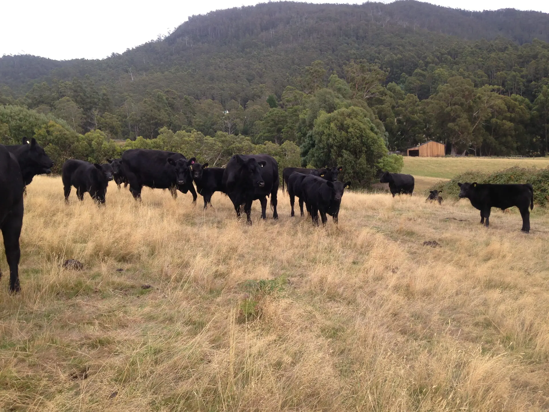 Kelty Farm launches online store for premium organic meat - Australian ...