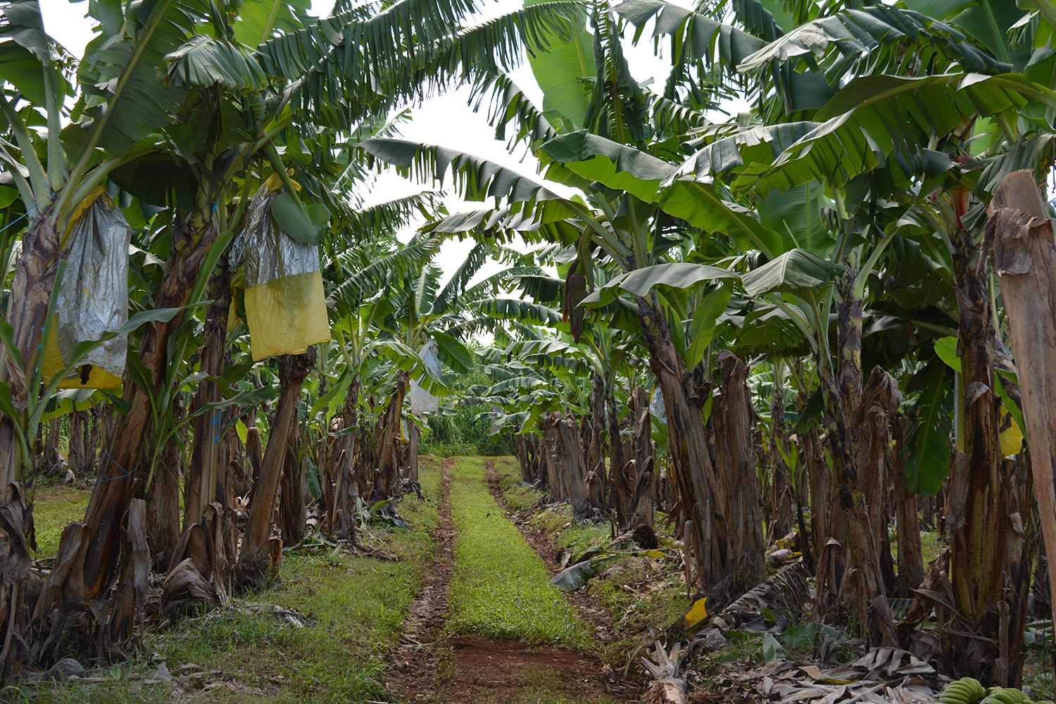 Organic Producers in Far North Queensland - Australian Organic