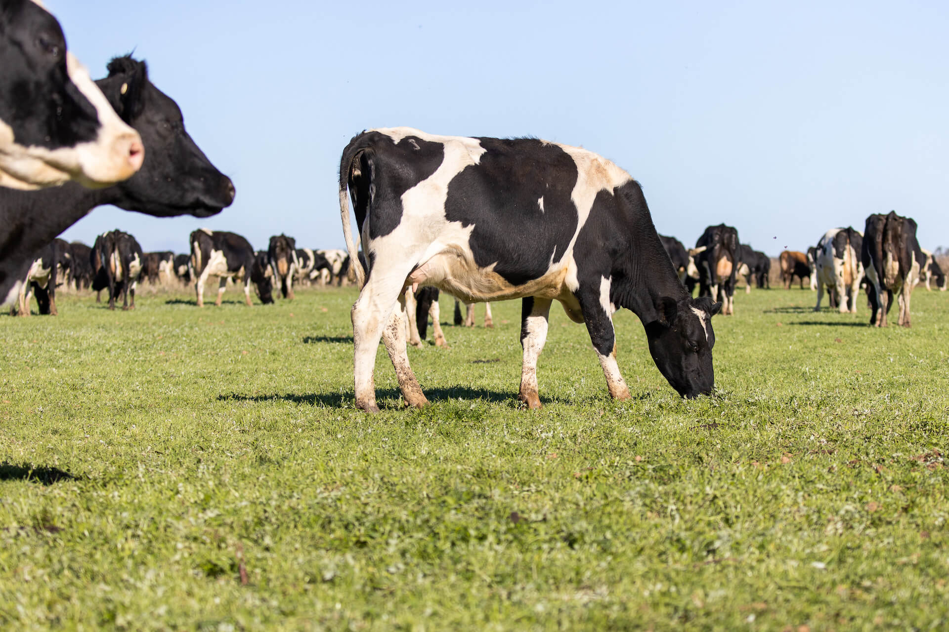 Health Benefits of Organic - Australian Organic